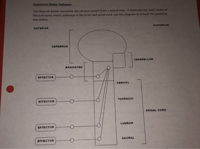 Solved 10. The synapse between these two motor neurons is | Chegg.com