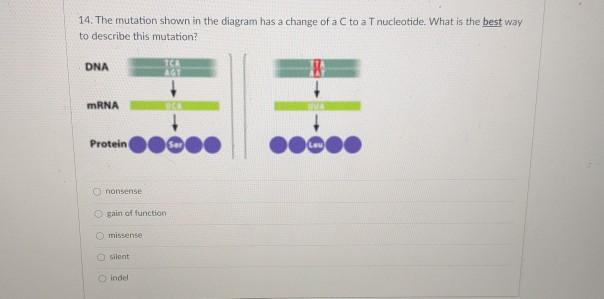Solved 14. The mutation shown in the diagram has a change of | Chegg.com