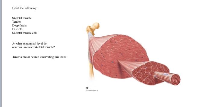 Solved Label the following: Skeletal muscle Tendon Deep | Chegg.com