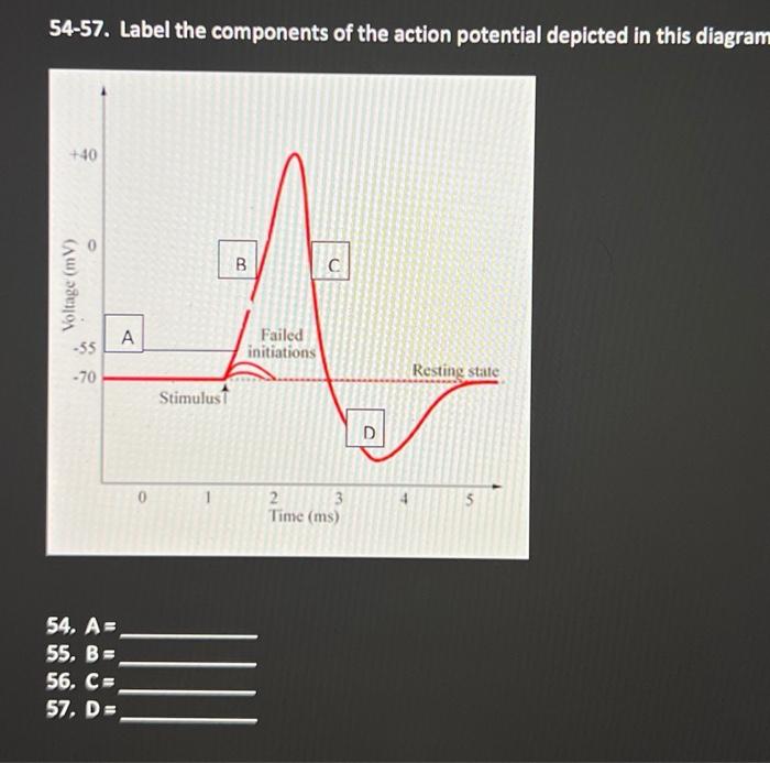 Solved 54-57. Label the components of the action potential | Chegg.com