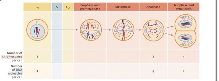 Solved What would be the number of chromosomes per cells | Chegg.com
