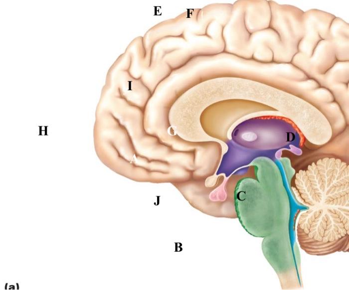 Solved For each description, enter the letter from the | Chegg.com