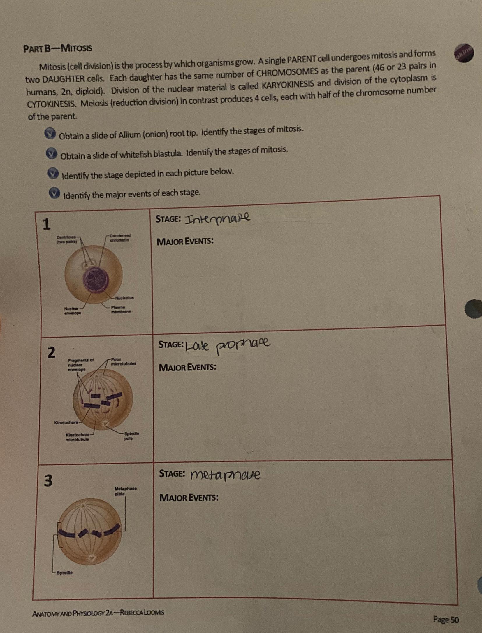 Solved PART B-MTTOSISMitosis (cell division) ﻿is the process | Chegg.com