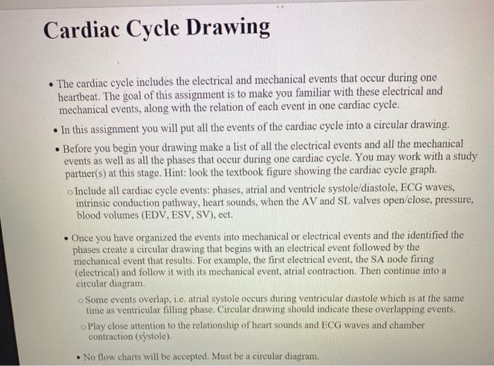 Solved Cardiac Cycle Drawing • The cardiac cycle includes | Chegg.com