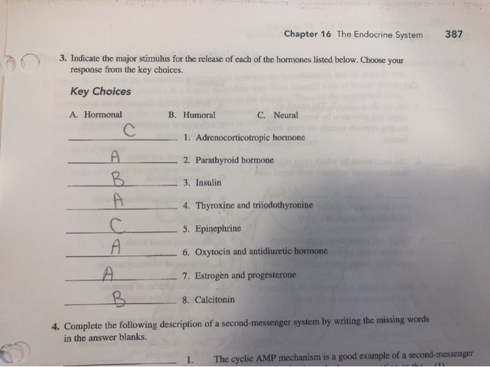 Solved RE EXERCISE 25 ENDOCRINE STRUCTURE AND FUNCTION 405 | Chegg.com