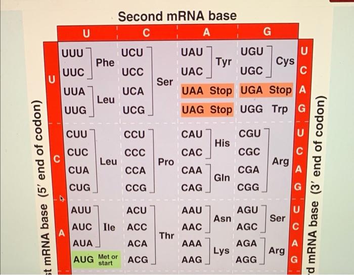 Solved Second mRNA base с A U G UUU UAU UGU UCU Phe UCC Tyr | Chegg.com