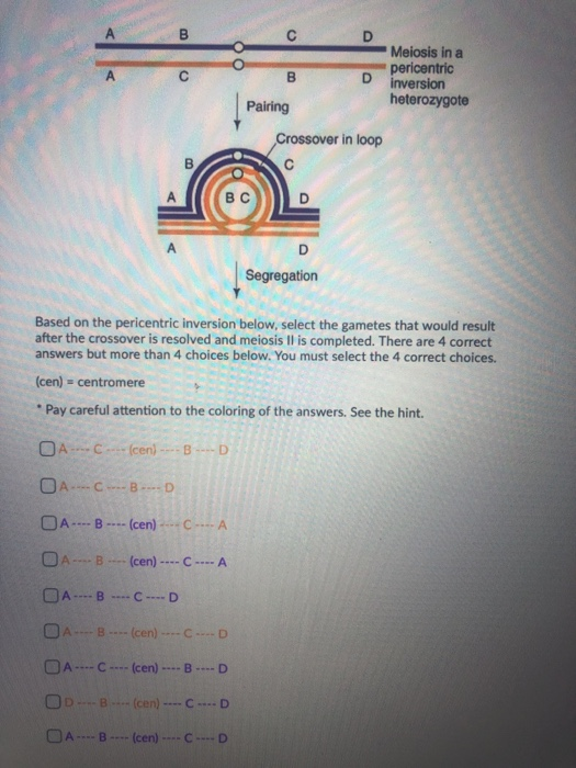 Solved А B D OO А B D Meiosis in a pericentric inversion | Chegg.com