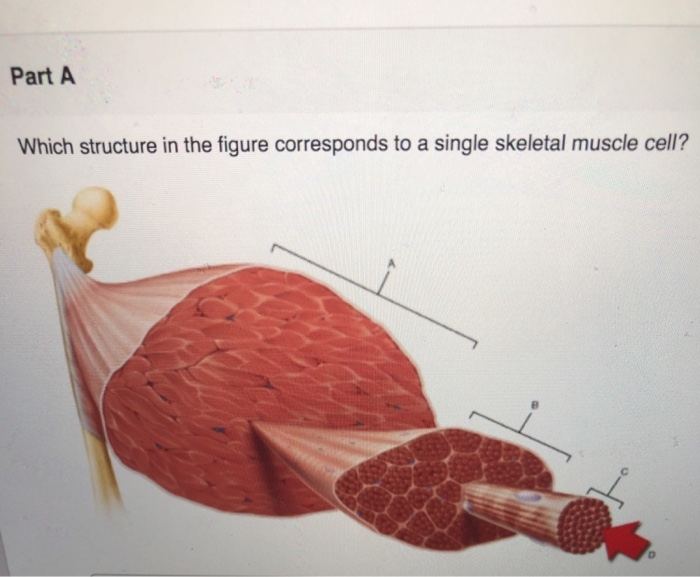 Single Skeletal Muscle Cell