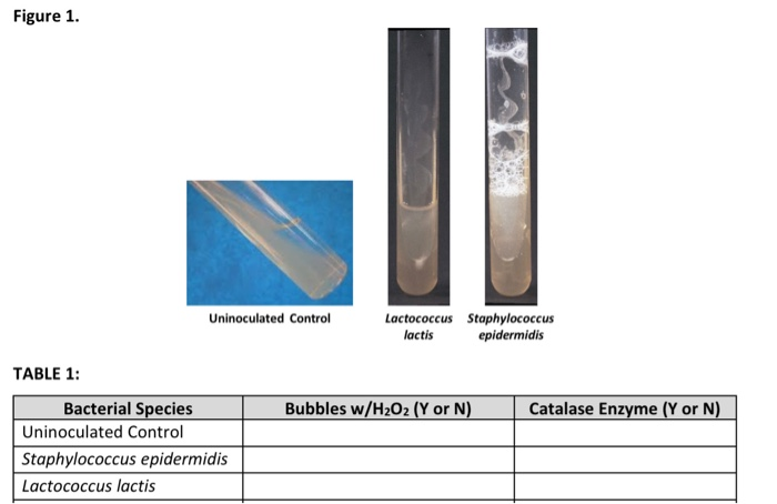 Solved Assume nutrient agar slants were inoculated and | Chegg.com