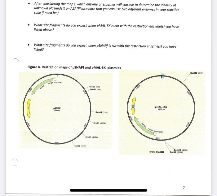 Solved After considering the maps, which enzyme or enzymes | Chegg.com