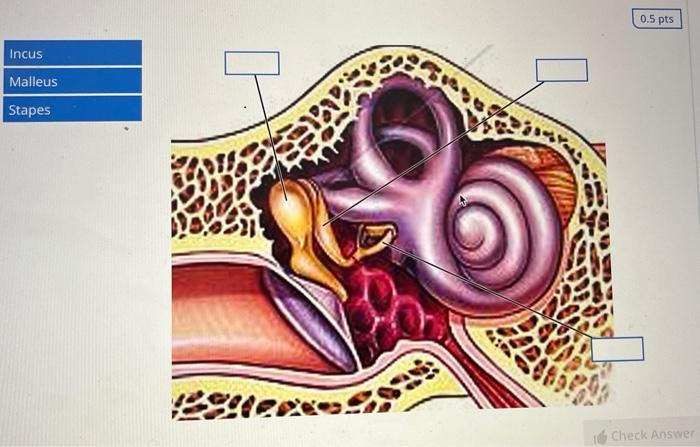 Solved Incus Malleus Stapes Sitees 0.5 pts Check | Chegg.com