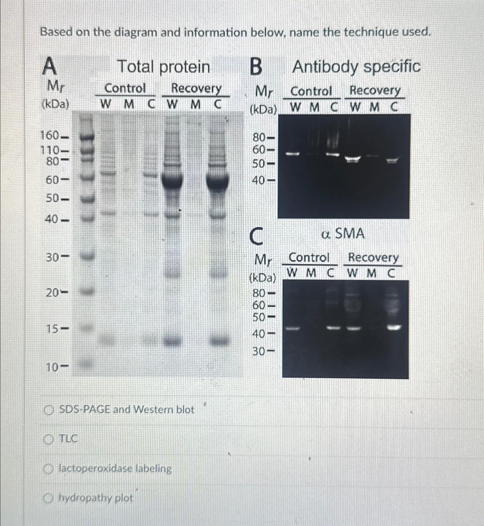 Solved What technique? | Chegg.com