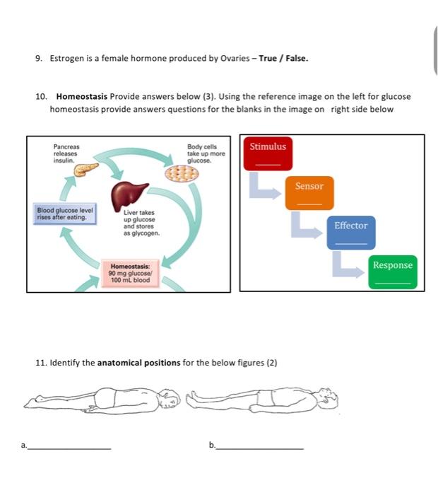 Solved 9. Estrogen is a female hormone produced by Ovaries | Chegg.com