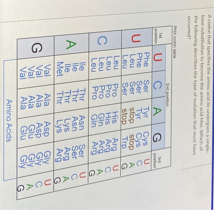 Solved A codon that specifies the amino acid lle undergoes a | Chegg.com