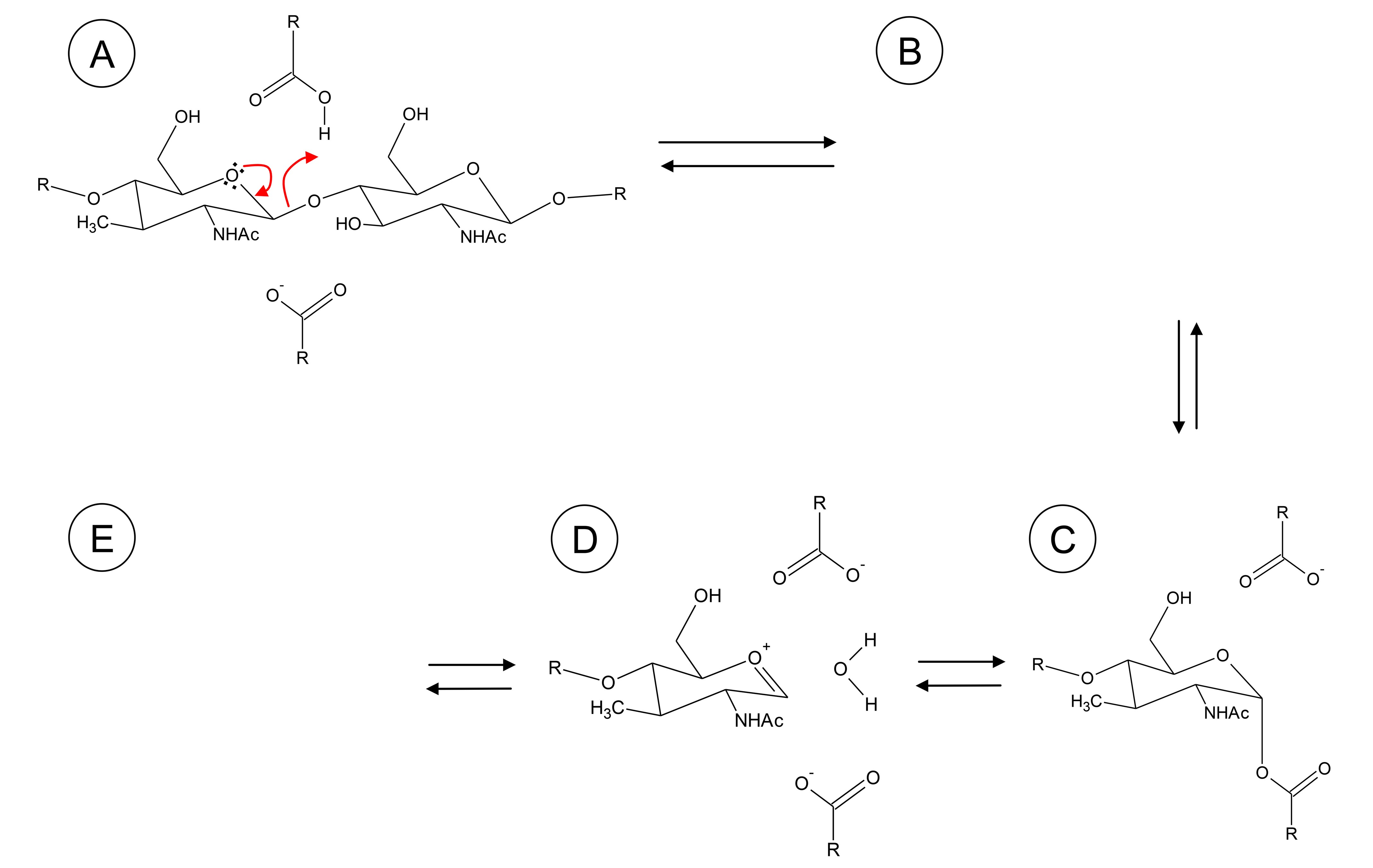 Solved Parts of the mechanism for lysozyme are shown below. | Chegg.com