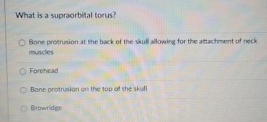 Solved What is a supraorbital torus?Bone protrusion at the | Chegg.com