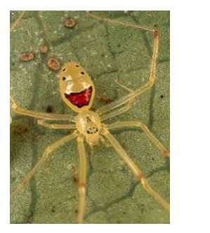 Solved Below is a photo of a happy-face spider, which is a | Chegg.com