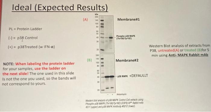Solved 1) Summarize what experiment purpose, what we did \& | Chegg.com