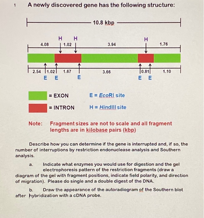Solved 1 A newly discovered gene has the following | Chegg.com