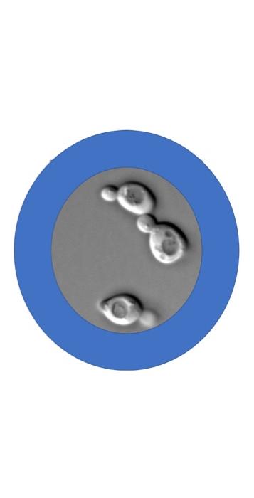 Solved Use the scale bar calculation procedure to determine | Chegg.com