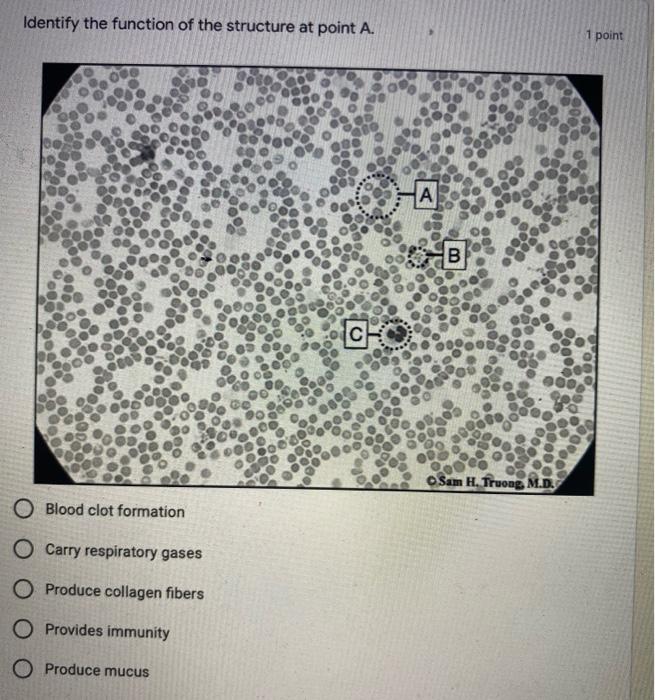 Solved According to the virtual microscope assignment in Lab | Chegg.com