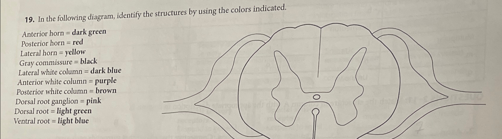 Solved In the following diagram, identify the structures by | Chegg.com