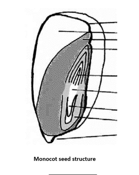 Solved Monocot seed structure | Chegg.com