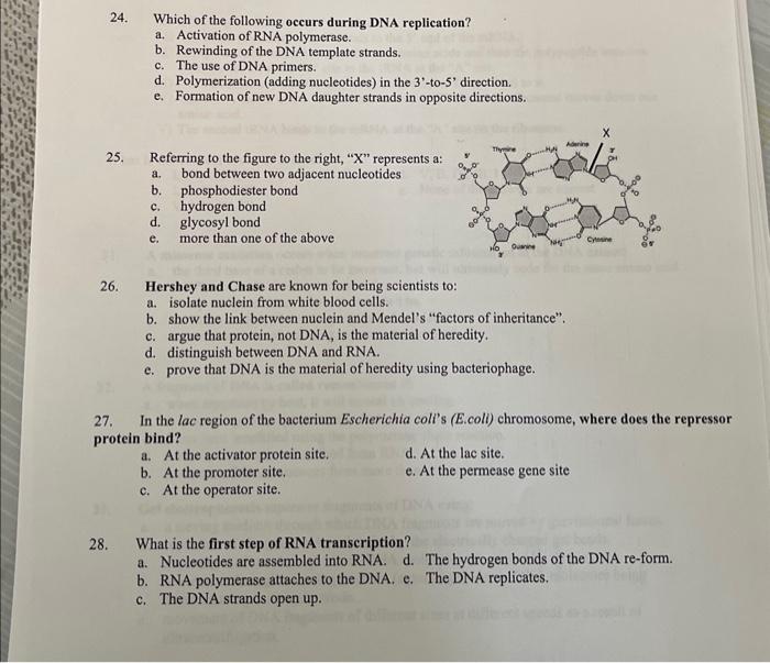 Solved 24. Which of the following occurs during DNA | Chegg.com
