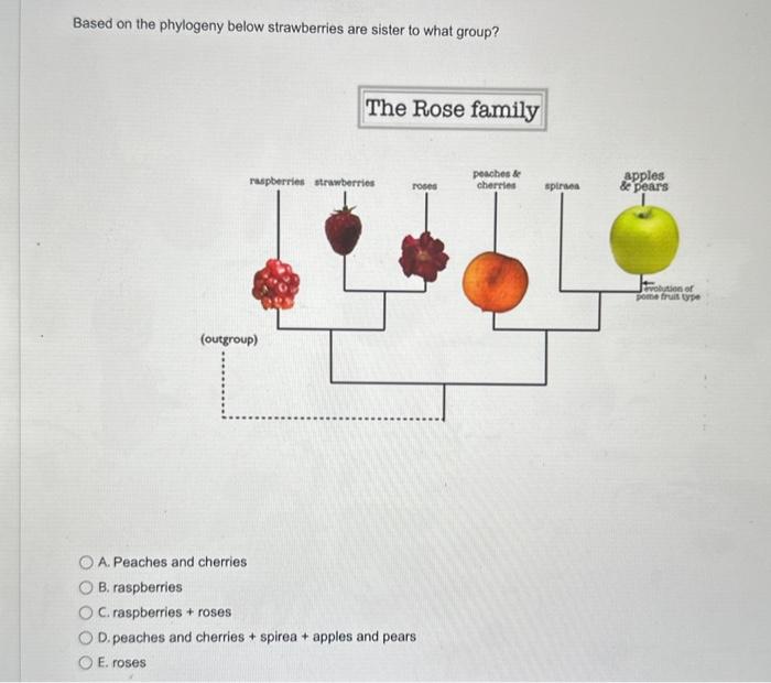 Solved In what mode of speciation do new species emerge | Chegg.com
