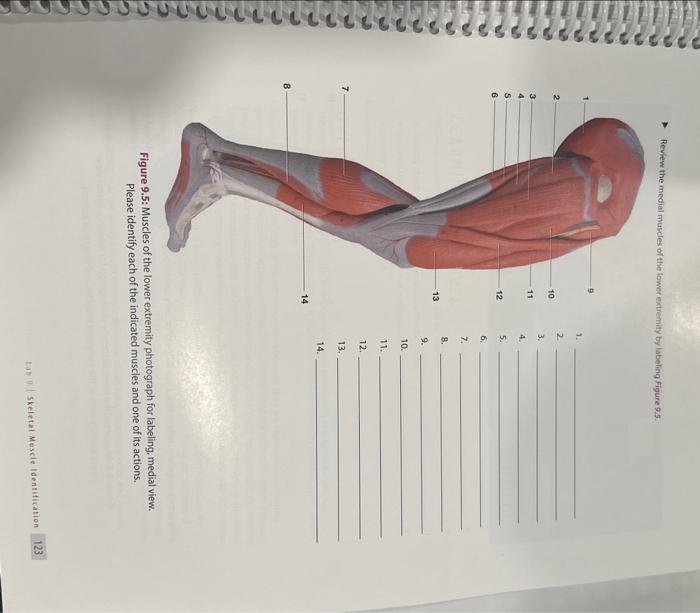 Solved Review the medial muscles of the lower extremity by | Chegg.com