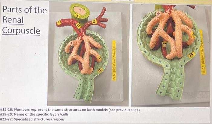 Solved Parts of the Renal Corpuscle H15-16: Numbers | Chegg.com