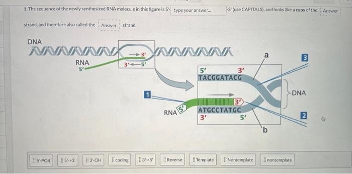 Solved Transcription produces RNA molecules that are | Chegg.com