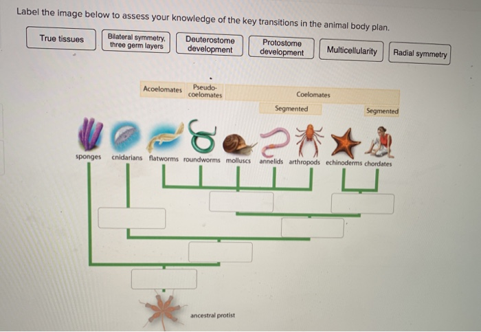 Solved Label the image below to assess your knowledge of the | Chegg.com