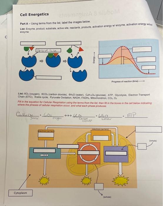 Solved Cell Energetics Part A - Using terms from the list, | Chegg.com