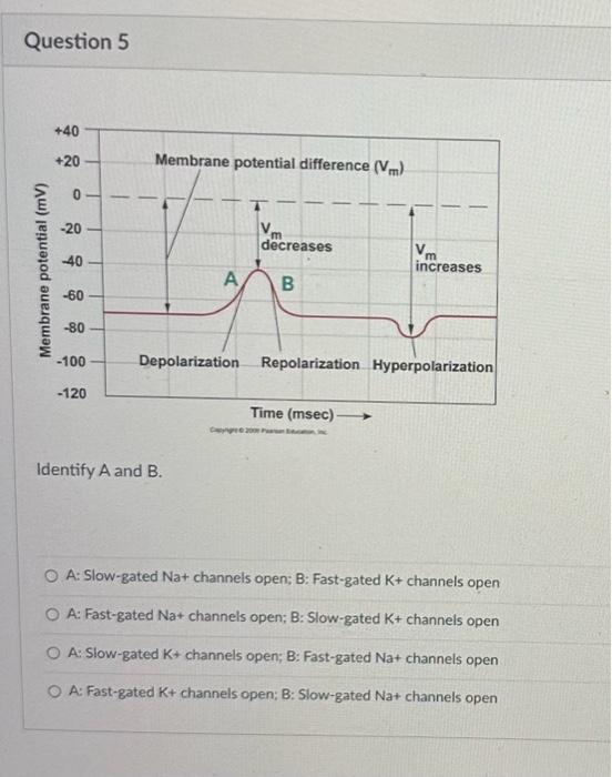 Solved Identify A and B. A: Slow-gated Na+ channels open; B: | Chegg.com