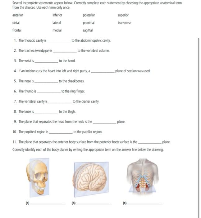 Solved Several incomplete statements appear below. Correctly | Chegg.com