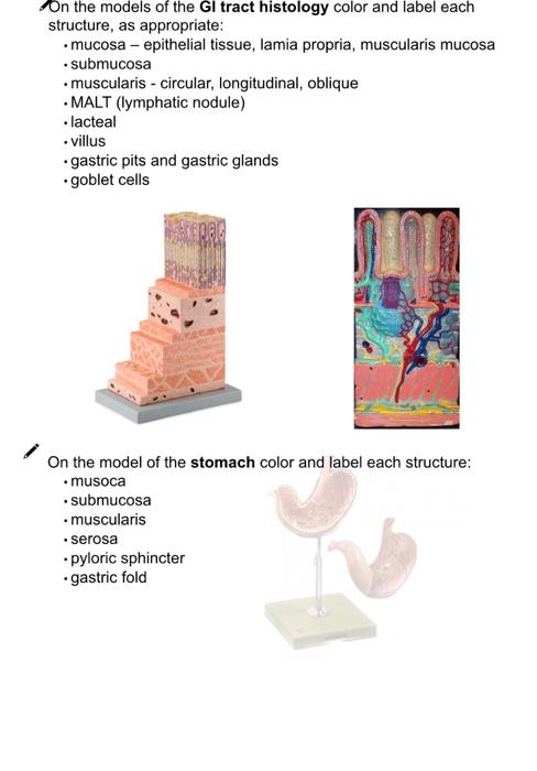 Solved On the models of the GI tract histology color and | Chegg.com
