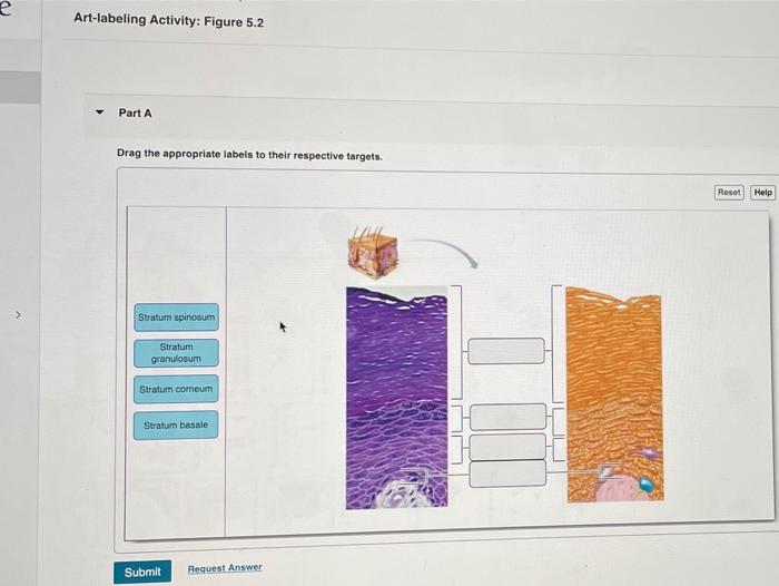 Solved e Art-labeling Activity: Figure 5.2 Part A Drag the | Chegg.com