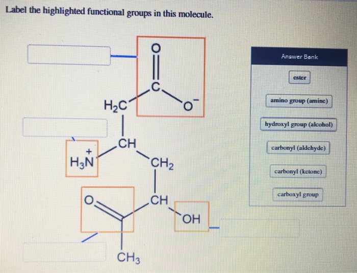 Solved Label the highlighted functional groups in this | Chegg.com