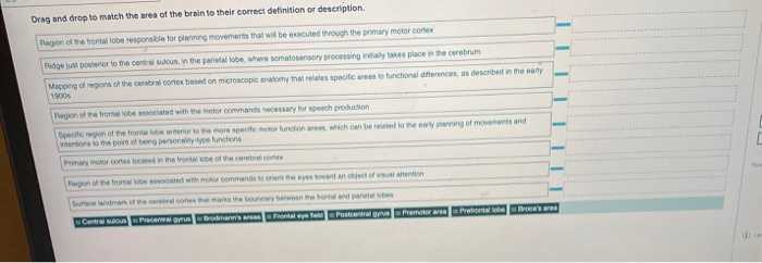 Solved Diuse region of gray matter throughout the brain stem | Chegg.com