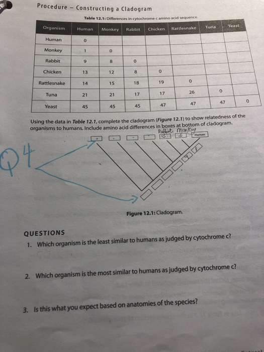 Solved Procedure - Constructing a Cladogram Table 12.1. | Chegg.com