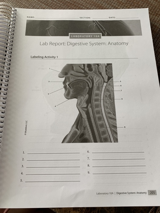 Solved SECTION LABORATORY 10A Lab Report: Digestive System: | Chegg.com