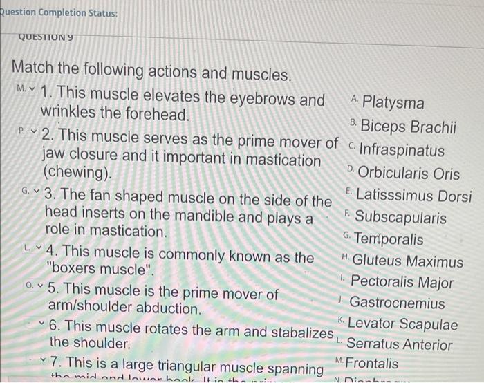 Solved Match the following actions and muscles. M. 1. This | Chegg.com