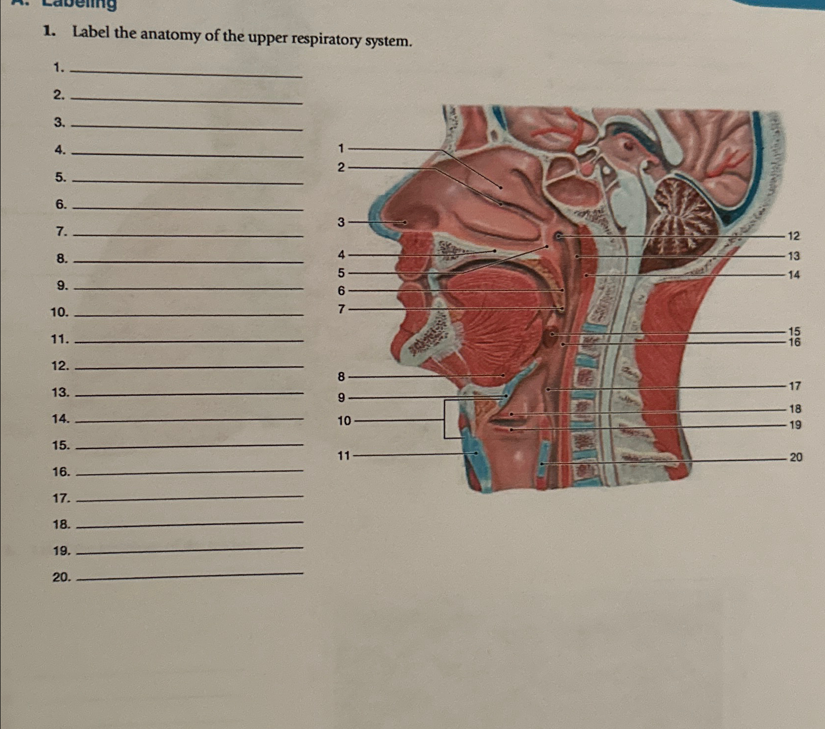 Solved Label the anatomy of the upper respiratory system. | Chegg.com