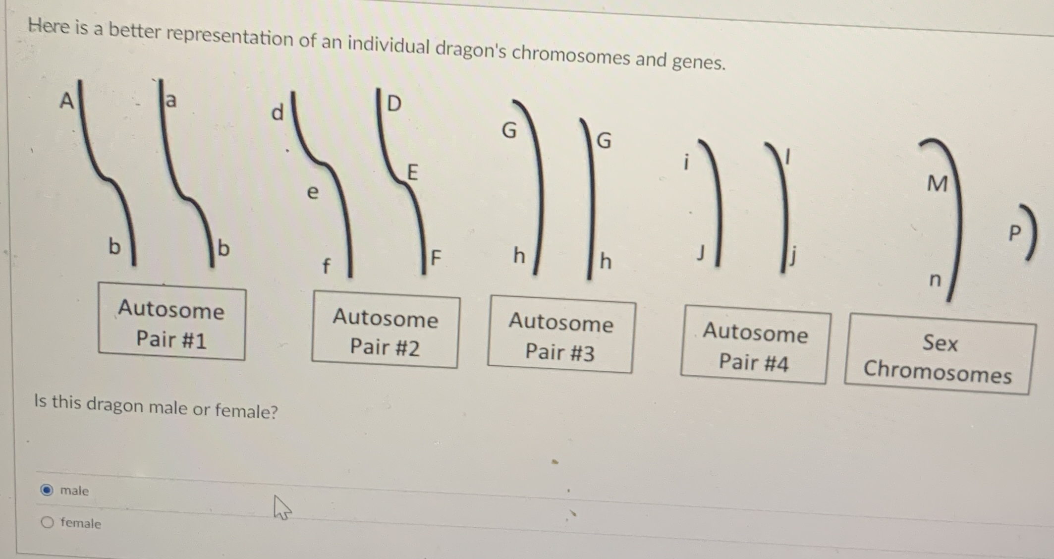 Solved Here is a better representation of an individual | Chegg.com