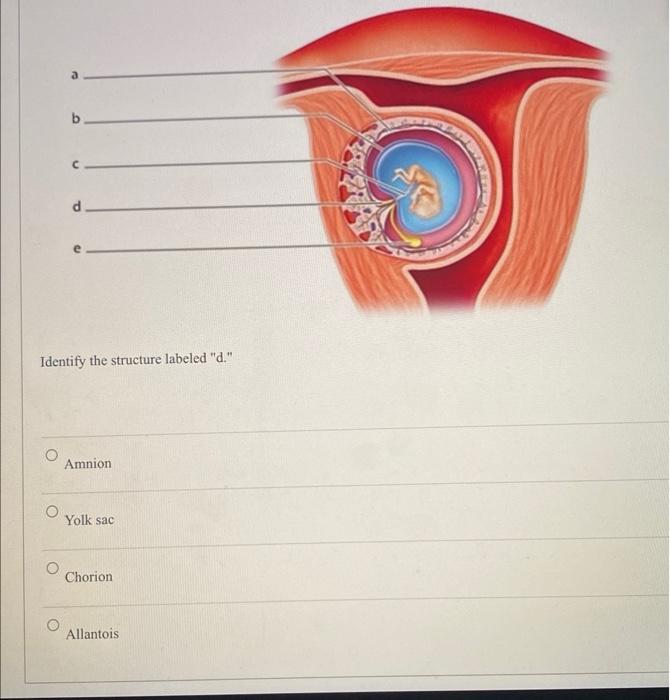 [Solved]: Identify the structure labeled "d." Amnio