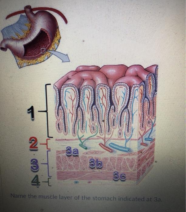 Solved За 2 3 4 Name the muscle layer of the stomach | Chegg.com