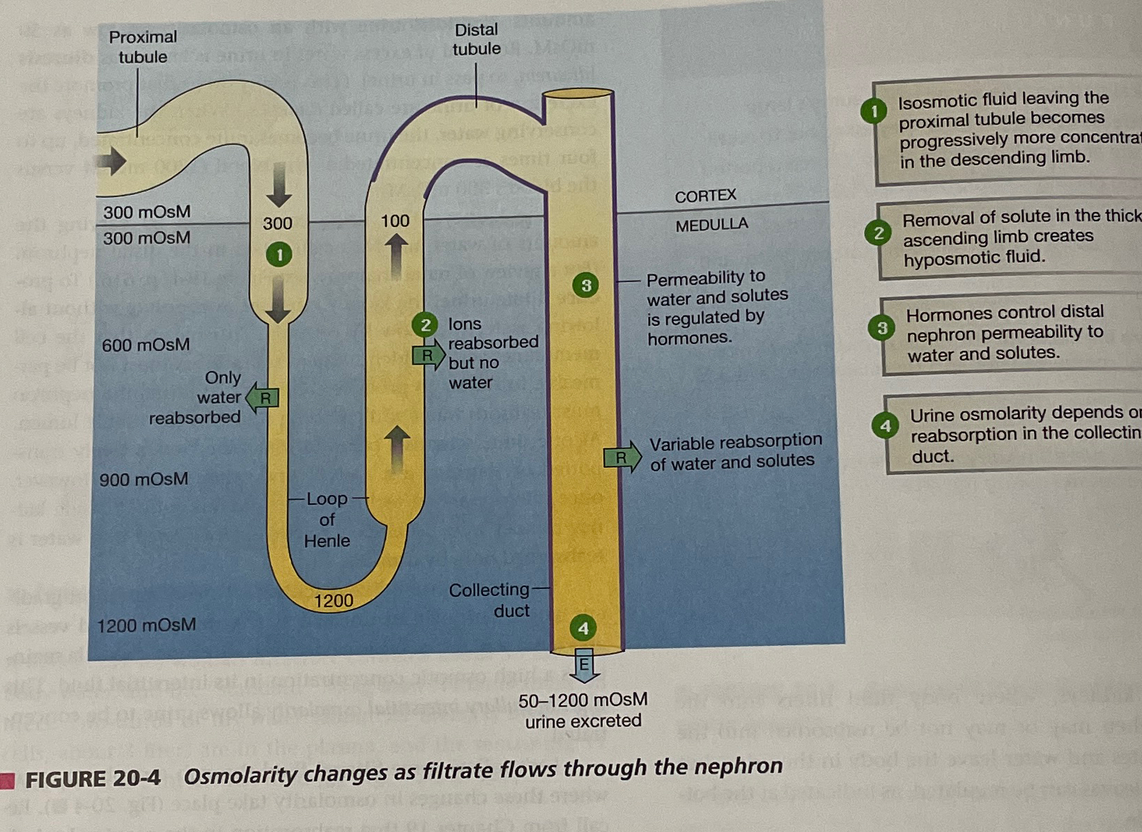 Solved What happens im each part of the nephron as shown in | Chegg.com