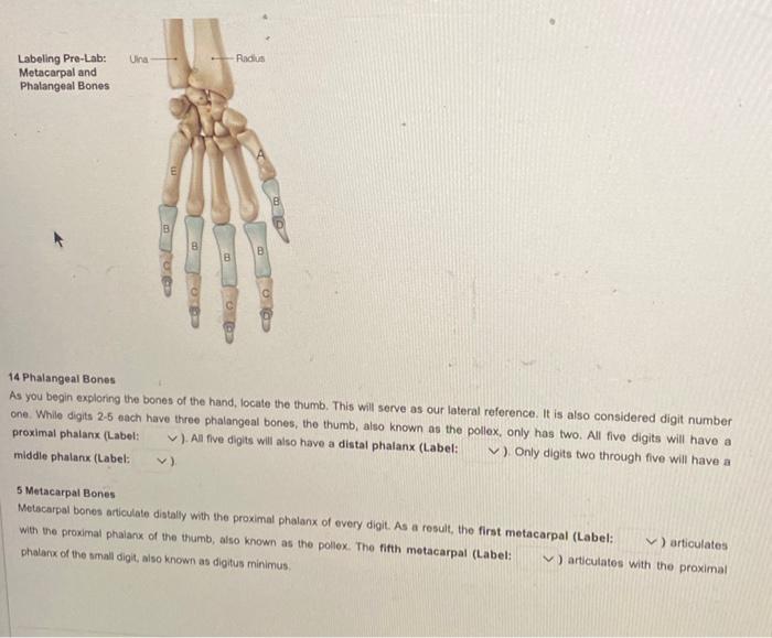 It is best to organize the eight carpal bones into | Chegg.com