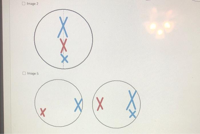 Solved Using the cell pictured below, take this diploid cell | Chegg.com